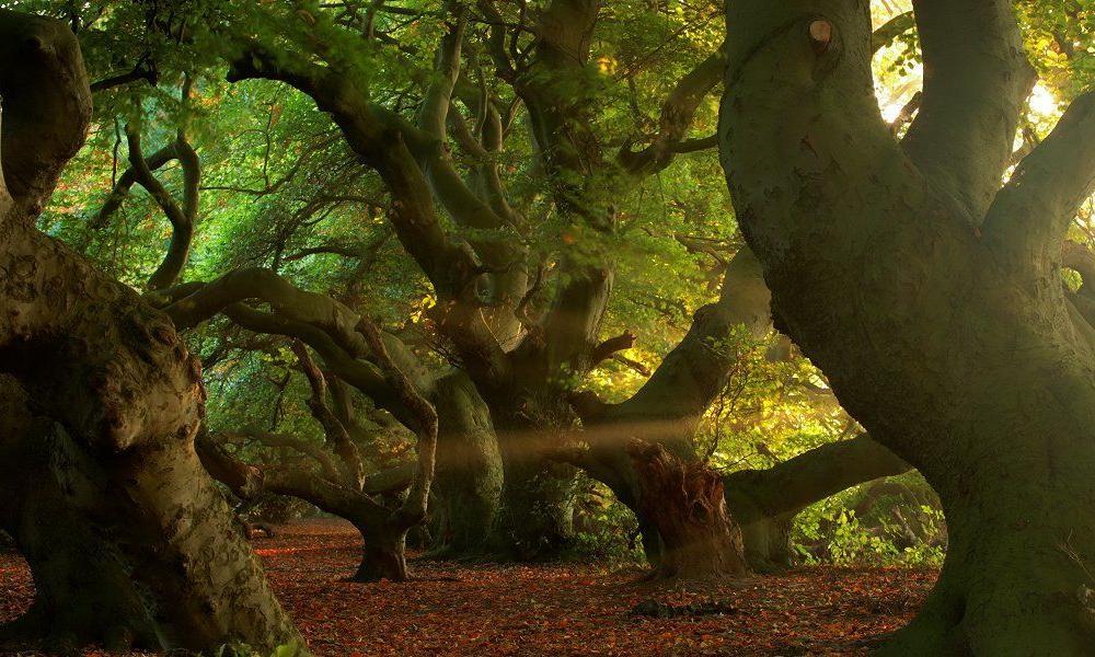 Flowers, semplicemente uno dei migliori video time-lapse naturalistici ...